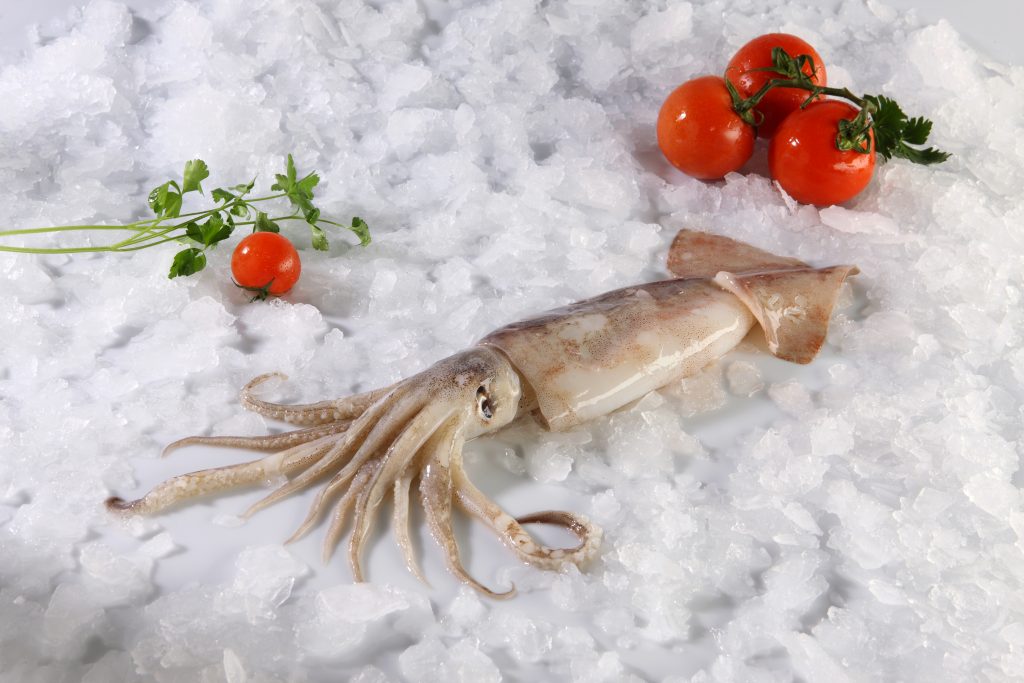 Arrow squid whole round – GAIA - Frozen Food