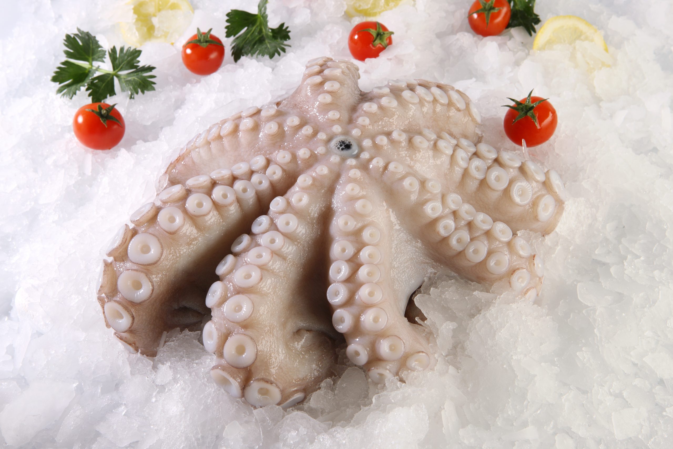 Giant squid tentacles – GAIA - Frozen Food